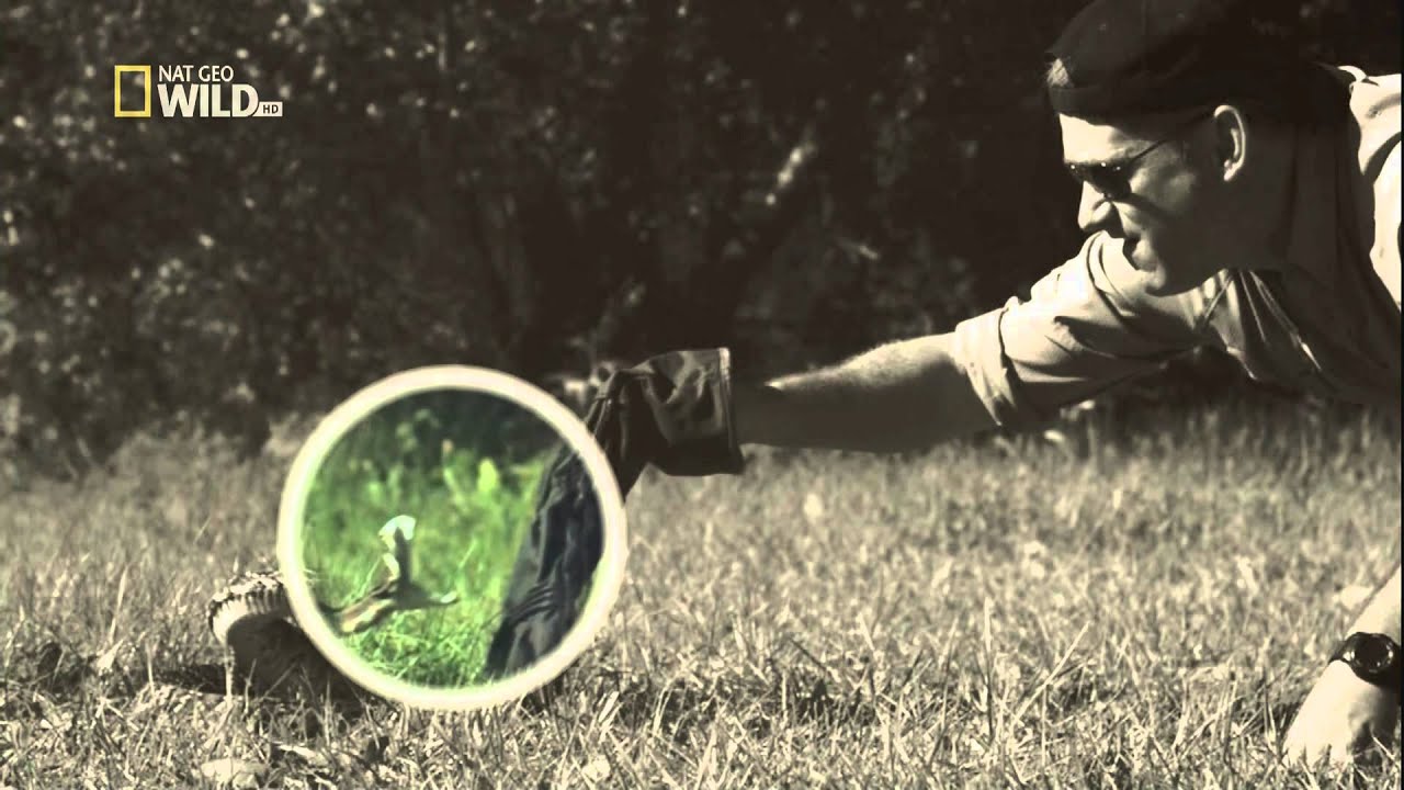 High Speed Full HD Camera Showing An Attacking Snake in slow motion ...