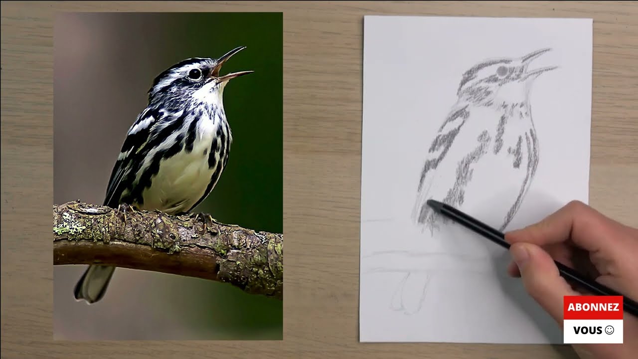 Débuter le dessin simplement avec un oiseau [ défi 30 jours J21 ] - YouTube