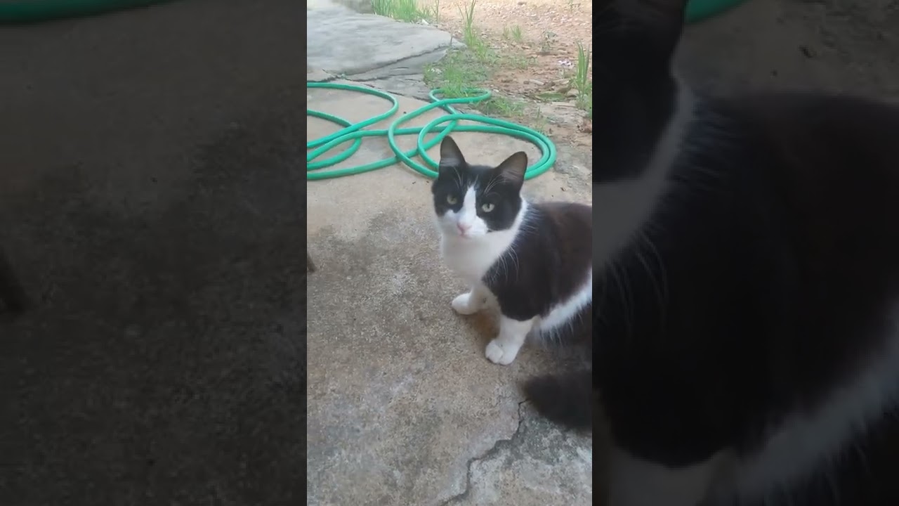 Frajola #frajola #gatos #cats - YouTube