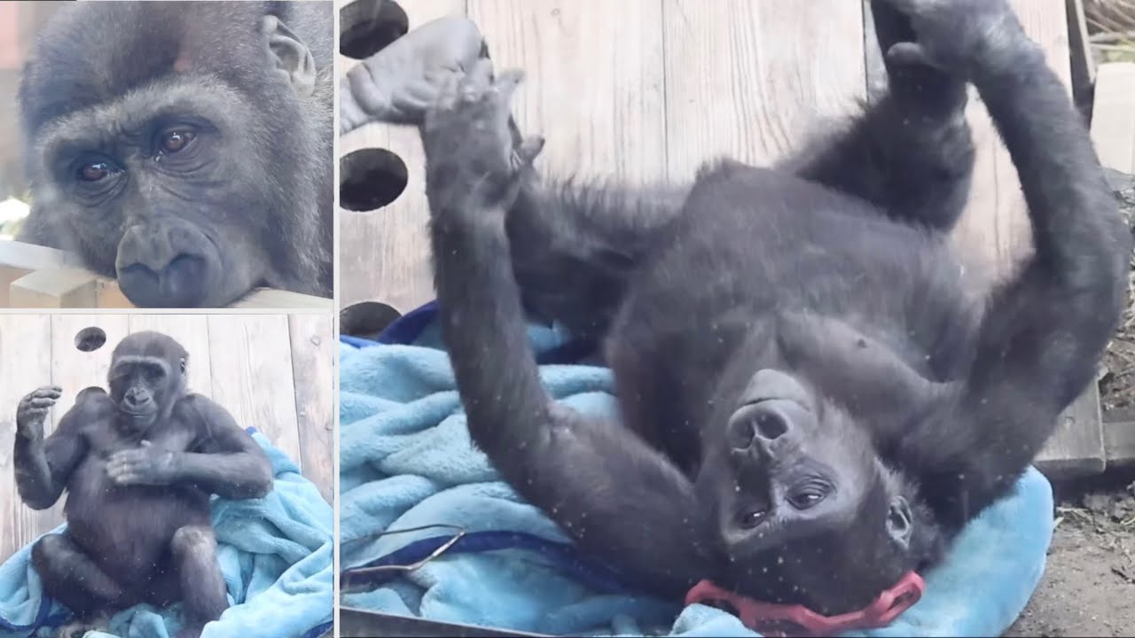 あざとさ全開‼︎ お客さんの目の前で可愛さをアピールする子ゴリラ⭐️Gorilla【京都市動物園】Kintaro shows off his ...