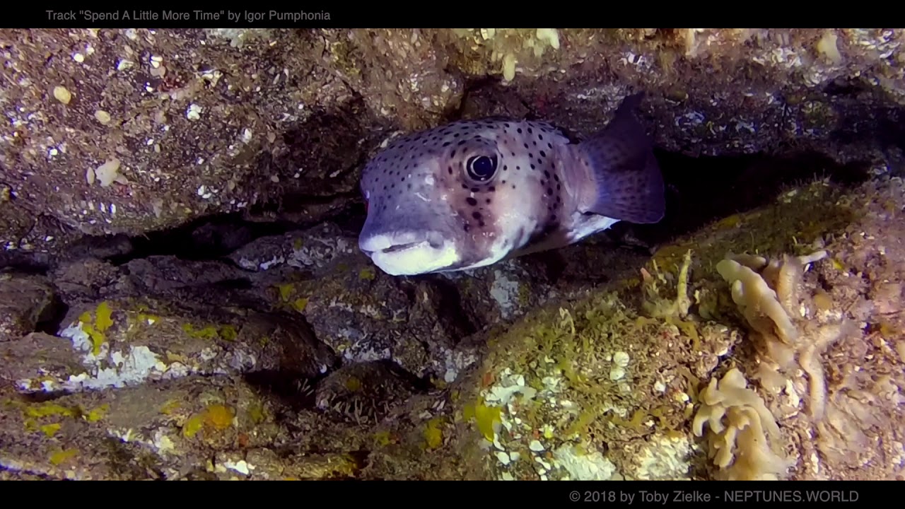 Sal Island - Cape Verde - Pufferfish Cave Diving - YouTube