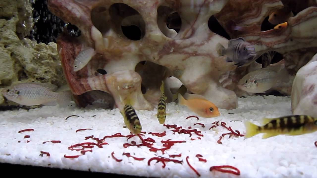 Cichlids eating live worms - YouTube