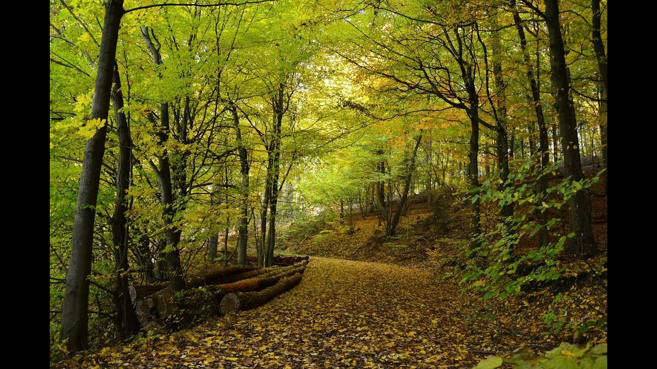 ASMR - Take a Walk on a Leaf-Covered Forest Path | 15 Min Footsteps in ...