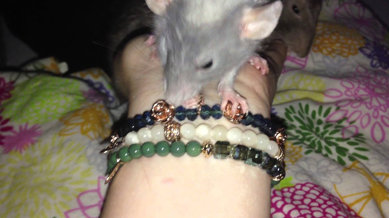 Rats grooming owner - YouTube