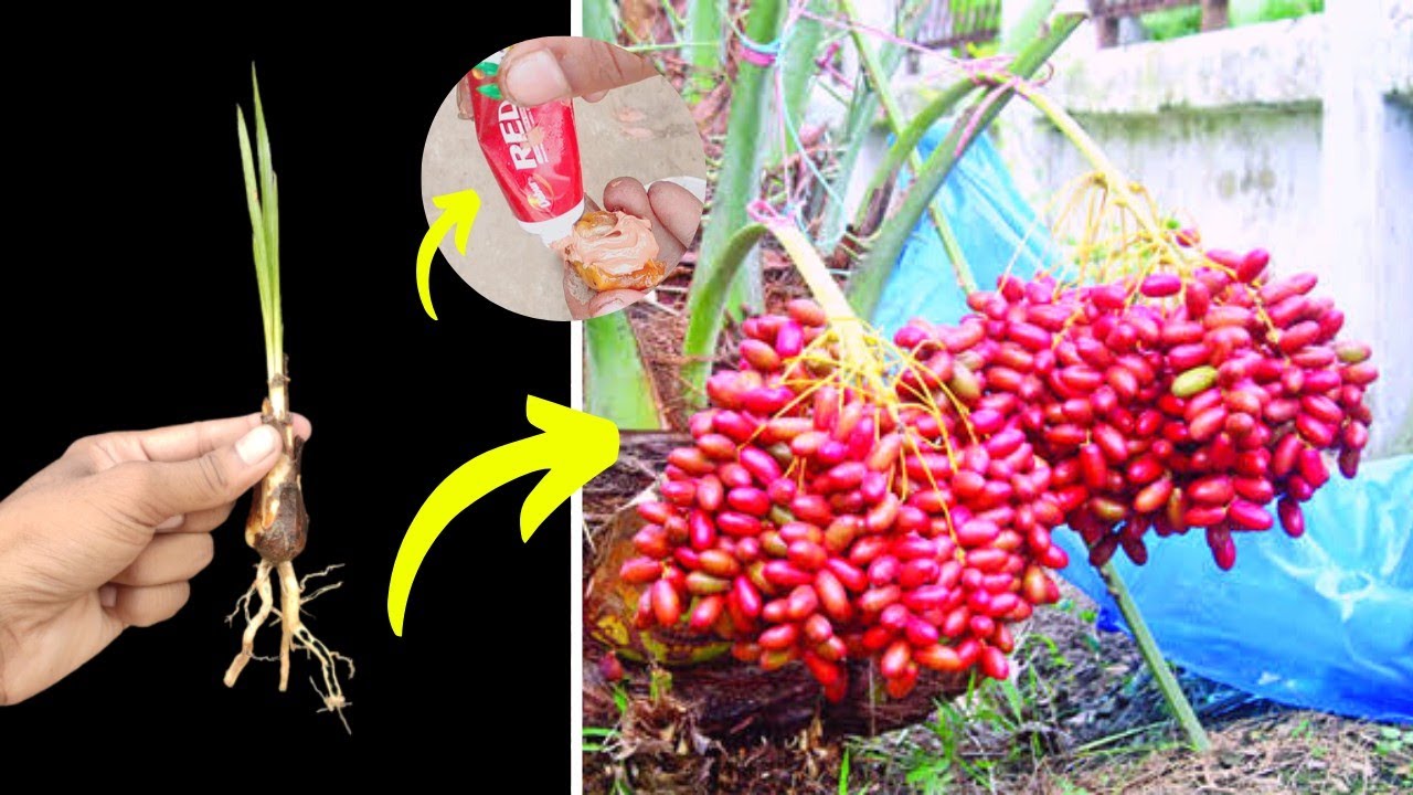 Propagate dates Tree From Dates Leaves With Red Pepsudant 100% Working ...