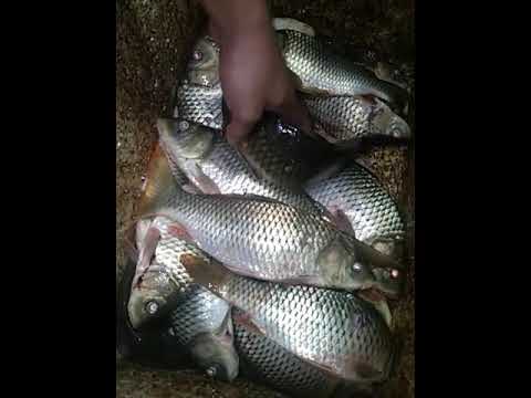 jabonga Agusan del Norte hamok kaayo isada..🐟🐠🐟🐠🐟 KARPA/ TILAPYA ...