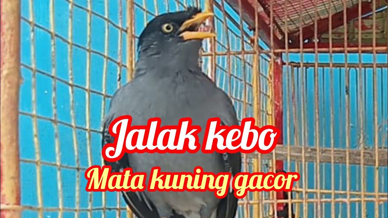 Jalak kebo mata kuning gacor - YouTube
