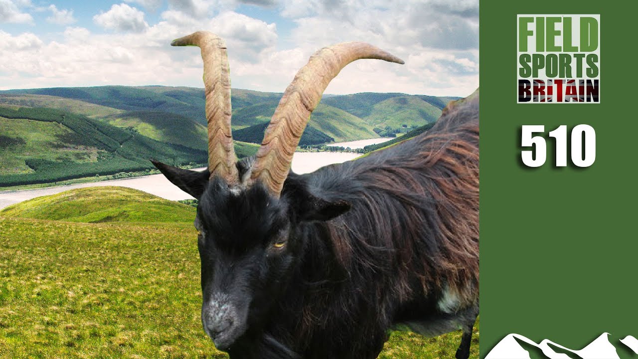 Fieldsports Britain - do goats float? - YouTube
