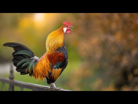 Amazing | Rooster | Crowing | Compilation Plus 2024 Rooster sound ...