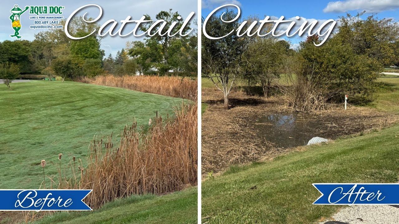 Cattail Cleanup with Allison's Crew! - YouTube