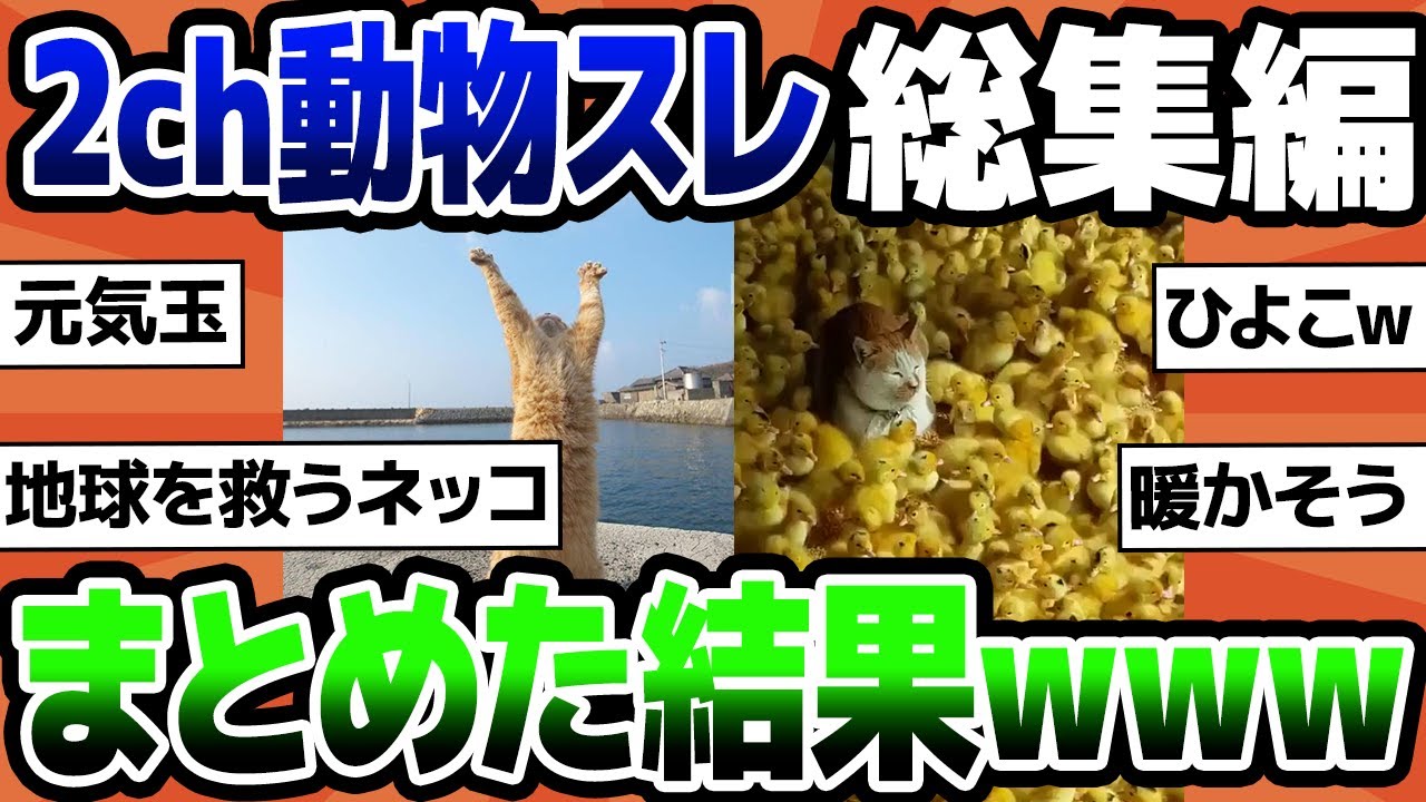 【必見】2ch動物スレ総集編part.3！まとめた結果www - YouTube