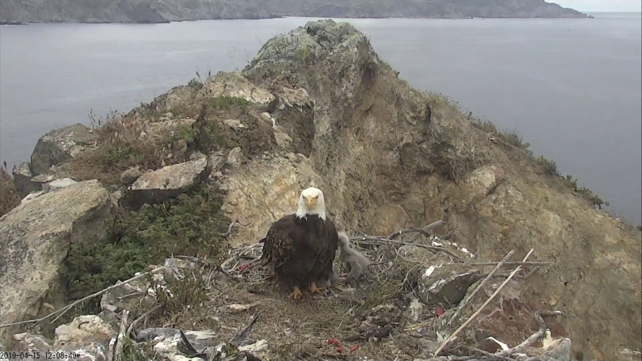 114 Two Harbors Bald Eagle Cam powered by EXPLORE org YouTube Google ...