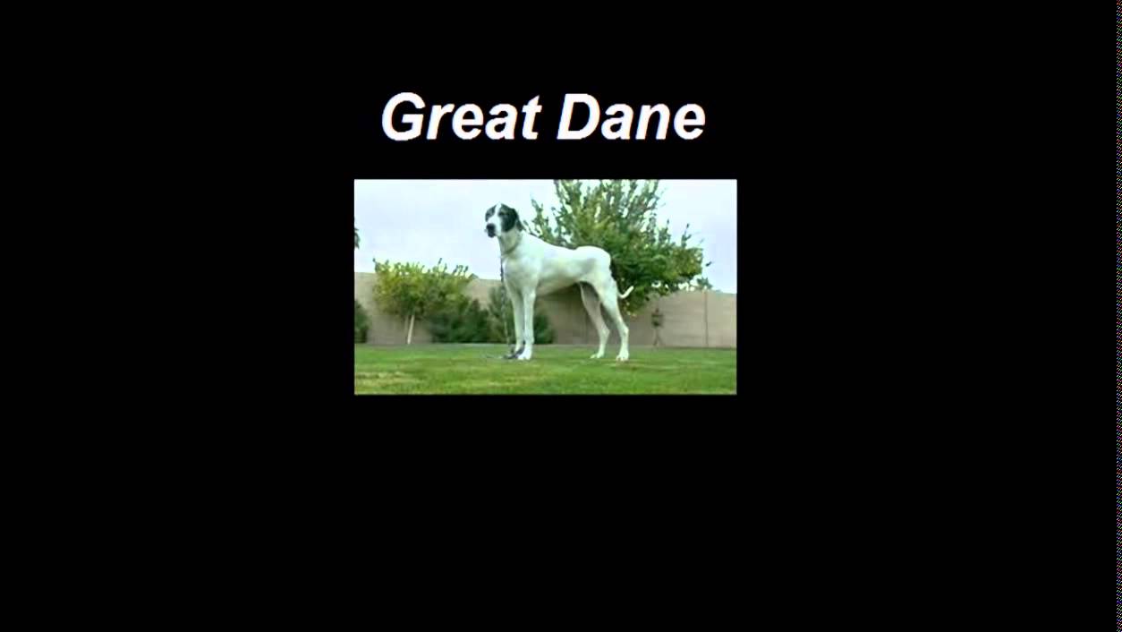 pet-suppliers-in-delhi-9811299059-youtube