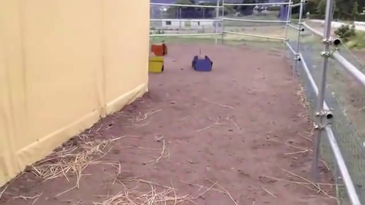 baby ostrich racing cars - WITH SOUND - YouTube