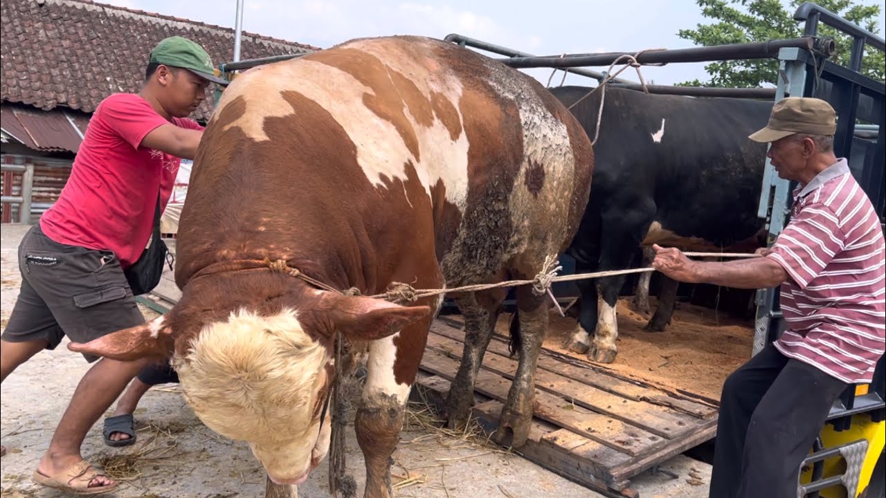 PROSES MUAT SAPI LUCU BIKIN PAWANG JUNGKEL NAIK TRUK ‼️🔥🔥🔥 - YouTube