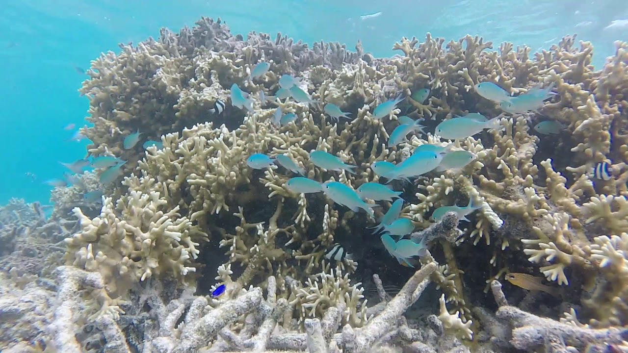 0124b Vakaeitu Tonga Fish - sound of birds insects an unknown - YouTube