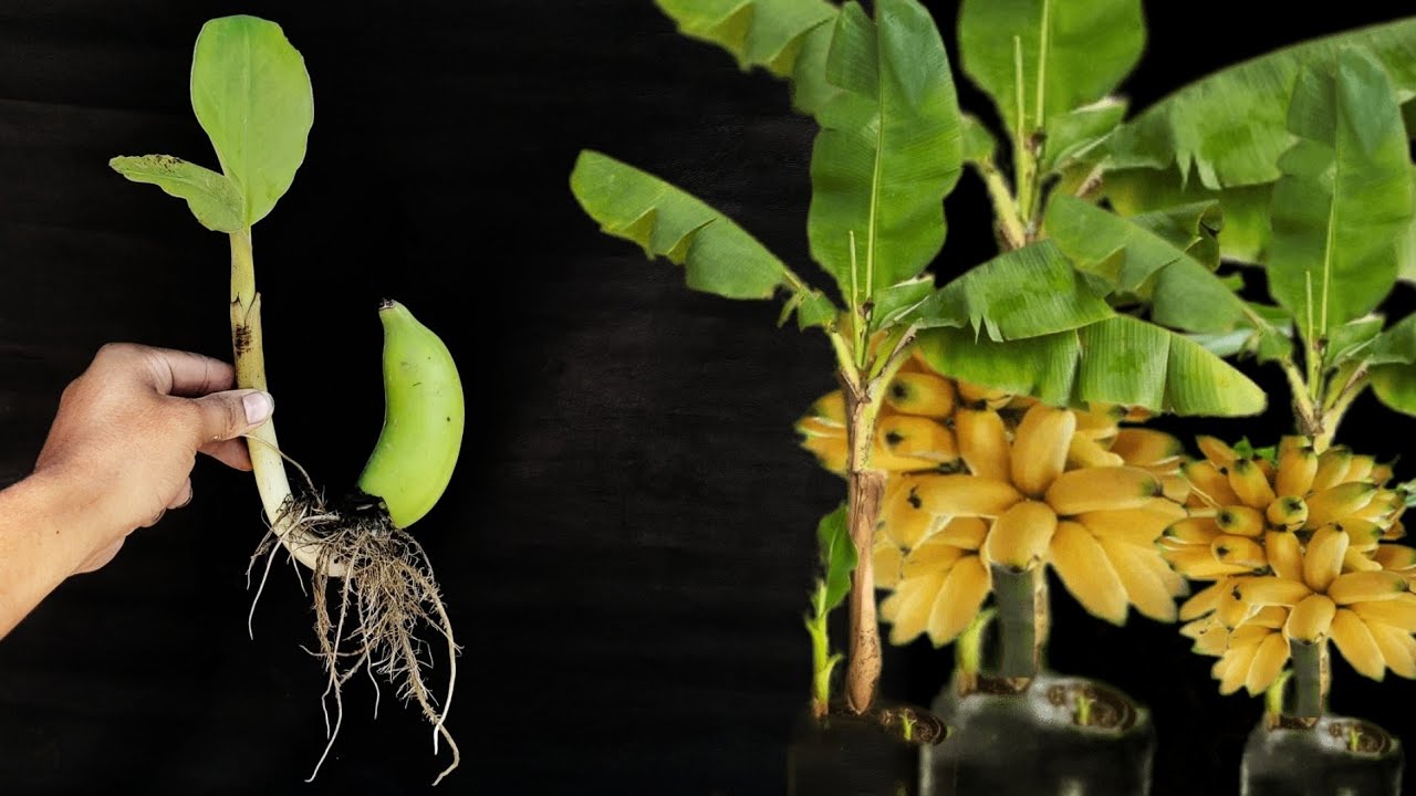 Best....! Garfting Banana🍌 Tree From Banana🍌 Fruit With Aloe Vera ||# ...