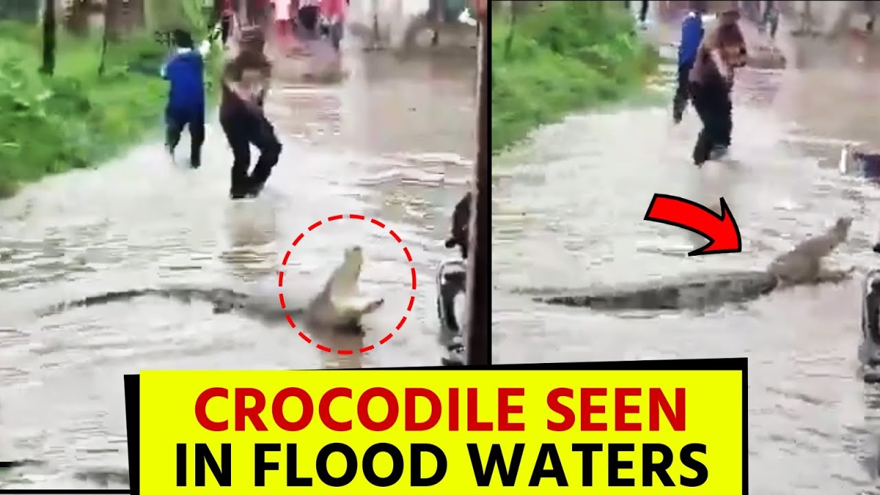 Crocodile seen in flood waters | तेज बारिश से बाढ़ के पानी में आ गया ...