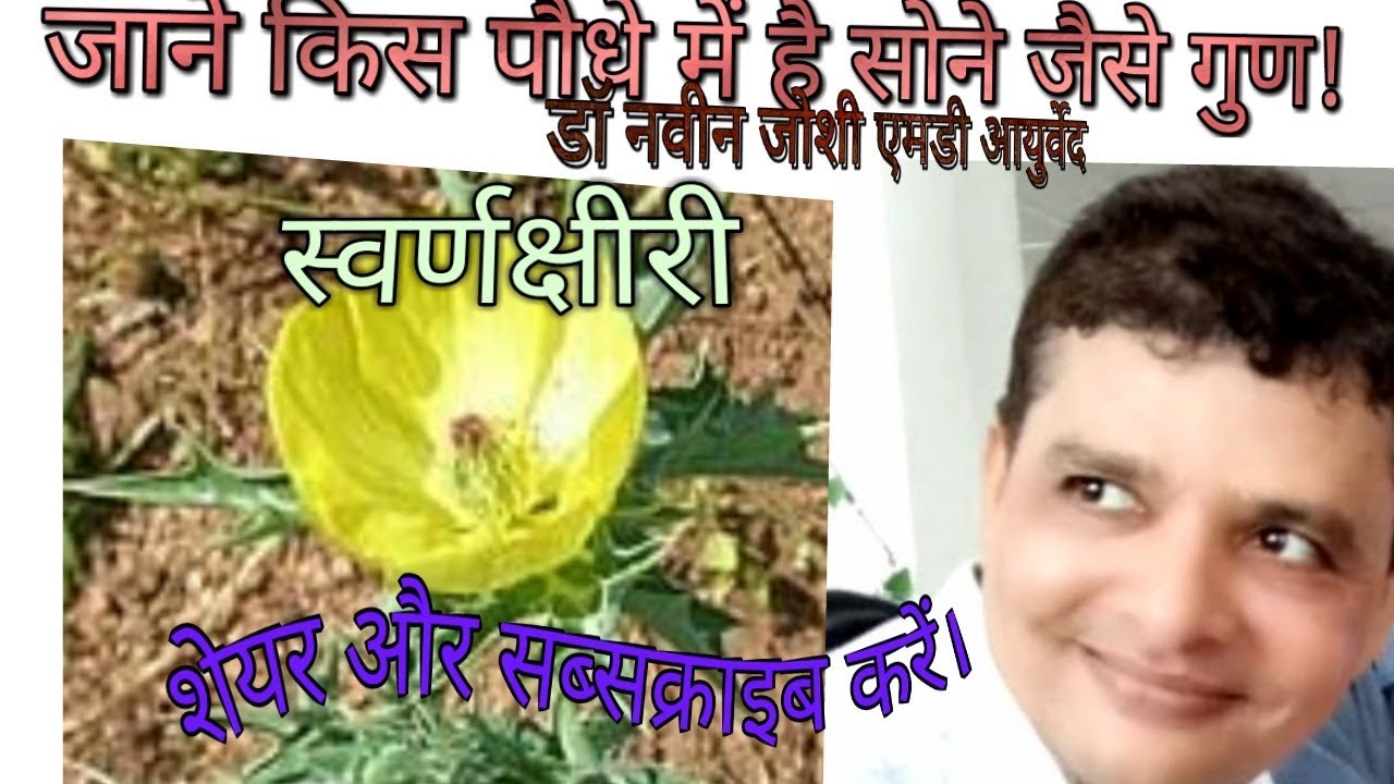 जानिये किस पौधे की पत्तियों में होते हैं सोने जैसे गुण II Argemone ...