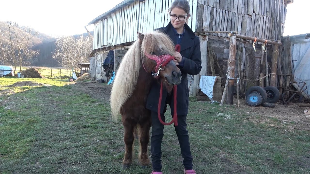 Poneiul lui Izabella si Zoli de la Suciu de Jos, Maramures - 2023 Nou ...