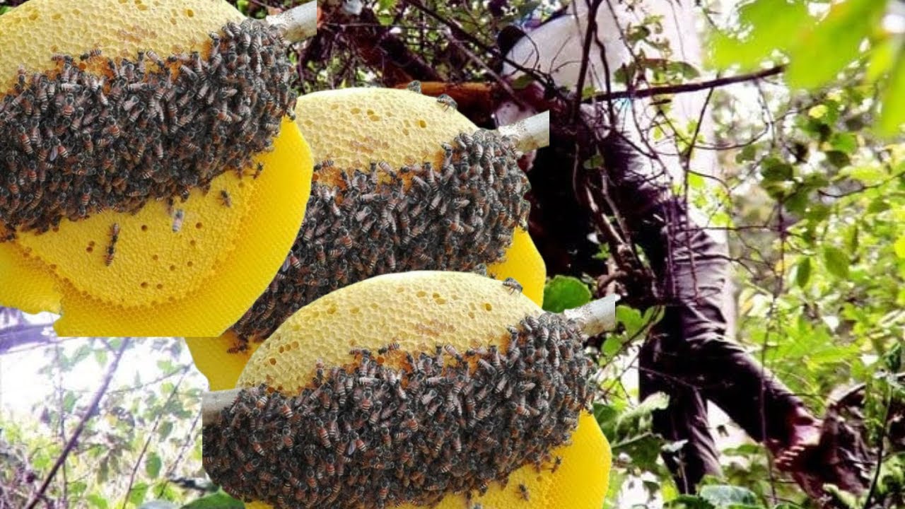 Solo Jungle Bee Hunt – The Surprising Results Will Blow Your Mind! # ...