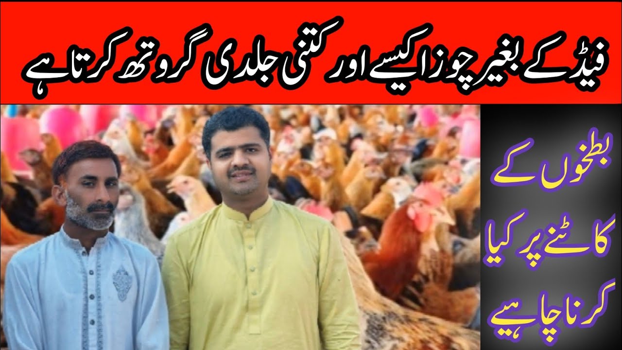Feed k Bger Chooza Kesy or Kitni Jaldi Grow Krta ha | Free Range Desi ...