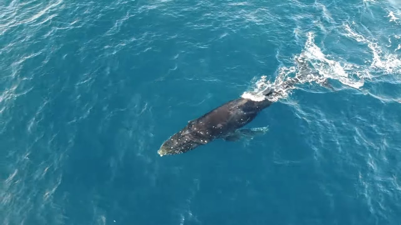 Incredibly Close WHALE Encounter BIRDS EYE View (Drone) - YouTube