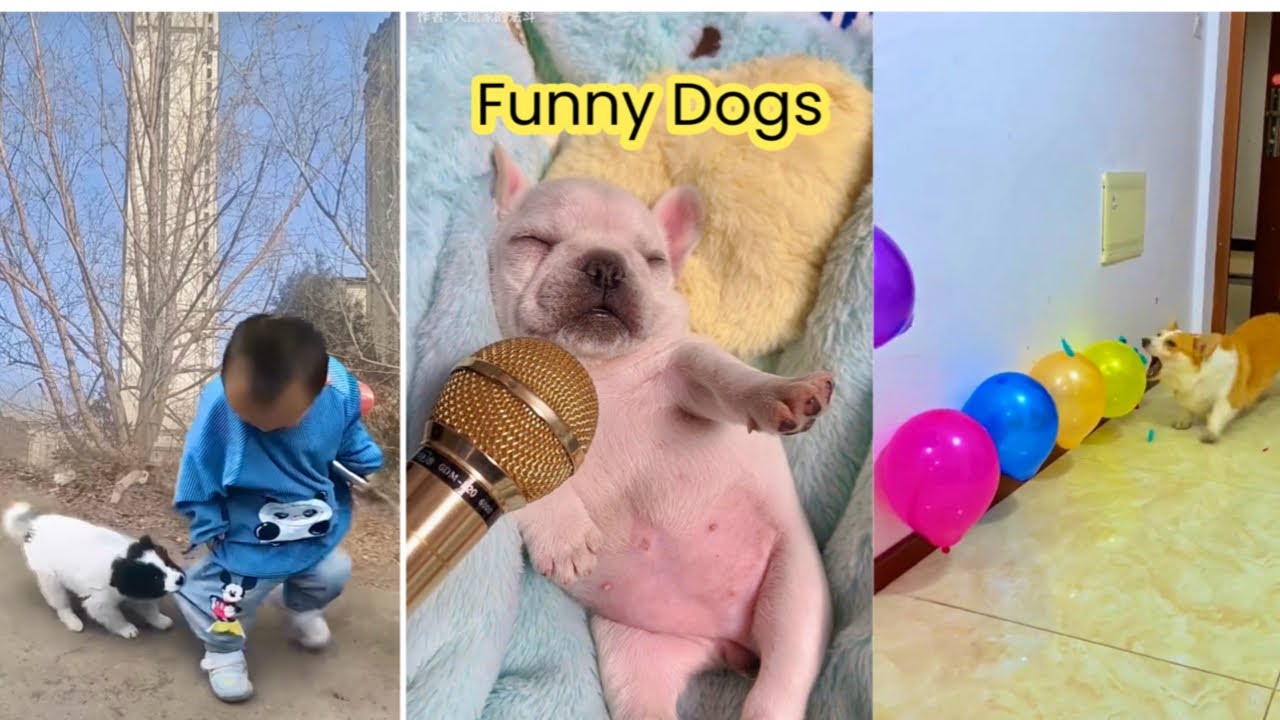 Funniest Animals 🐧 - Awesome Funny Animals' Life Videos 😁 - Cutest ...