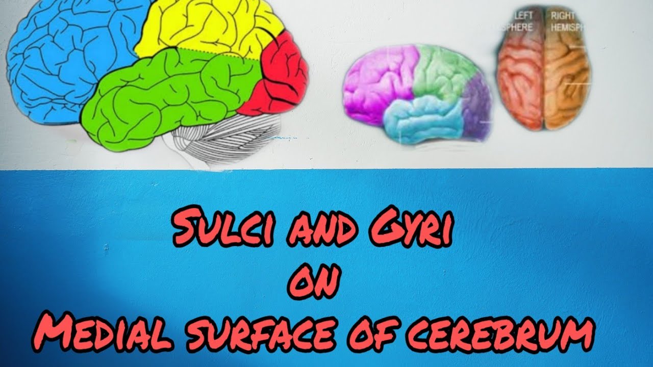 Sulci and Gyri on Medial surface of cerebrum - YouTube
