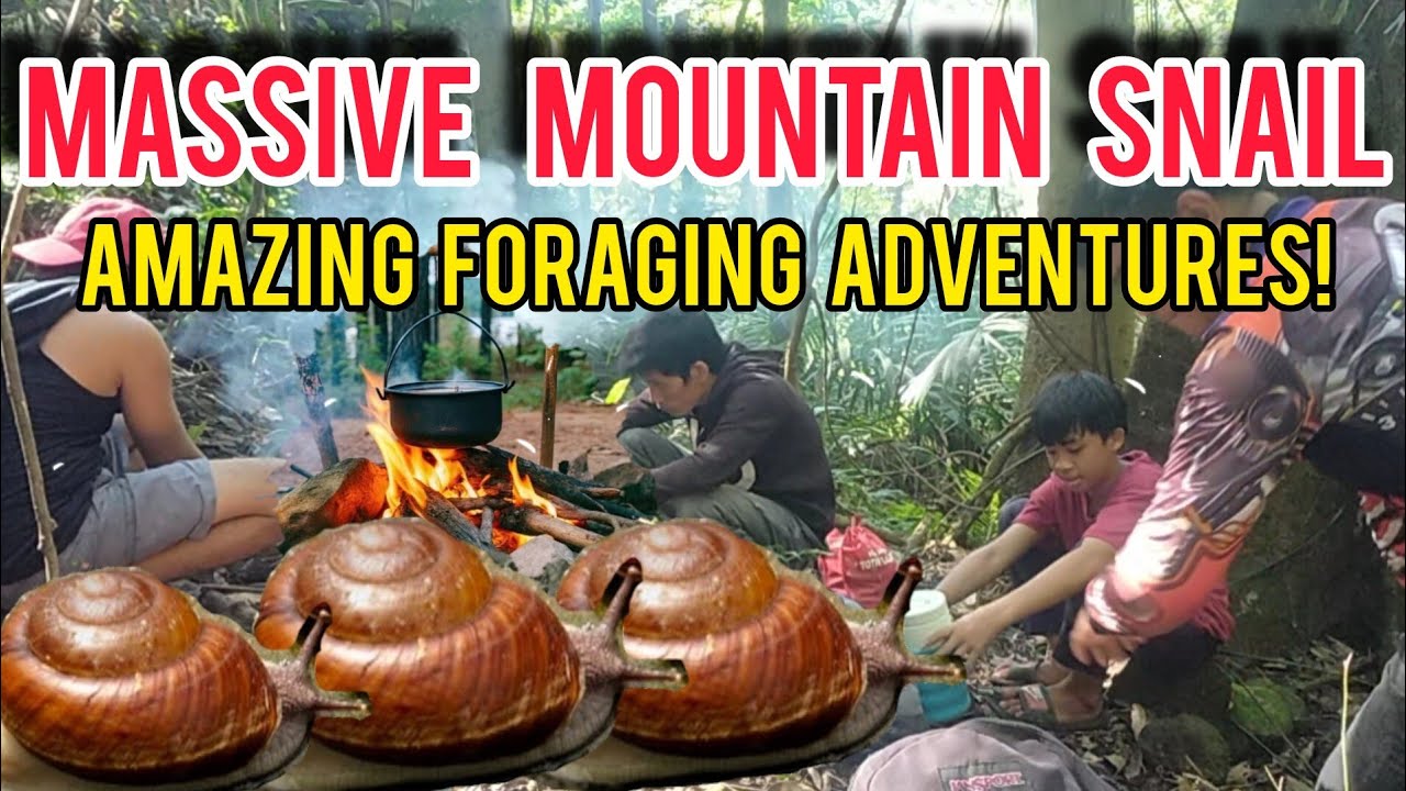 Massive mountain snail in the forest, amazing foraging adventures on ...