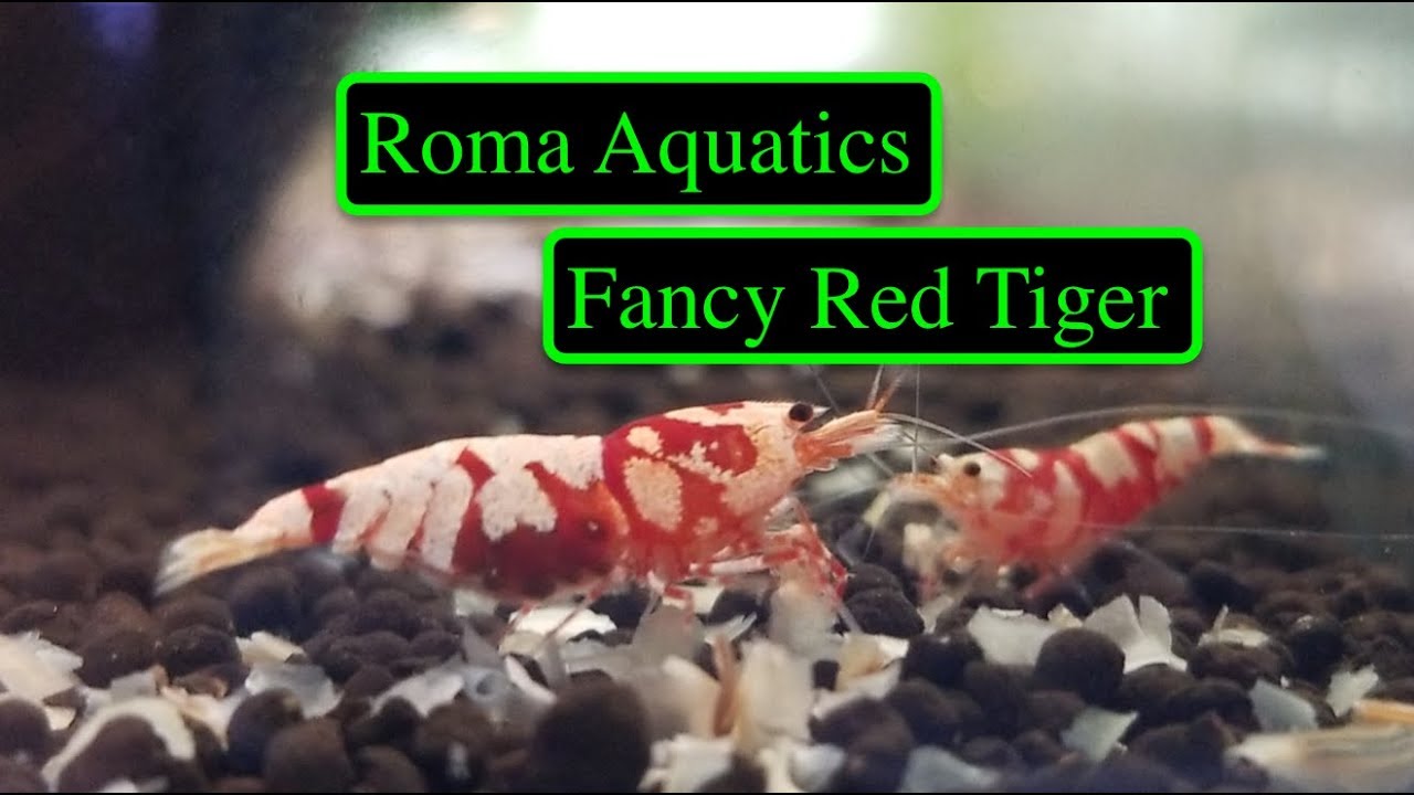 Fancy Red Tiger Shrimp Caridina Tiger Hybrid Unboxing Blue Crown Aquatics Roma Aquatics fancy-red-tiger-shrimp-caridina-tiger-hybrid-unboxing-blue-crown-aquatics-roma-aquatics
