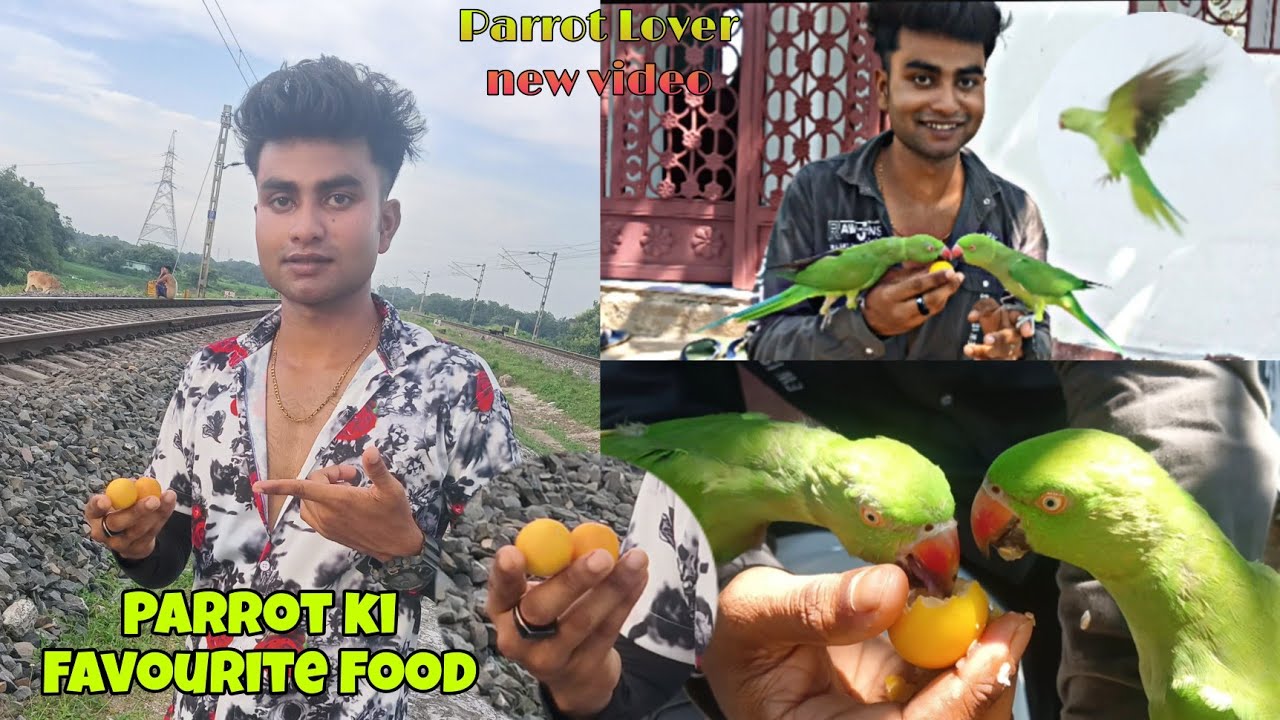 Parrot ki Favourite Food || #parrot #vlog #parrotlover @BaharulDancer ...