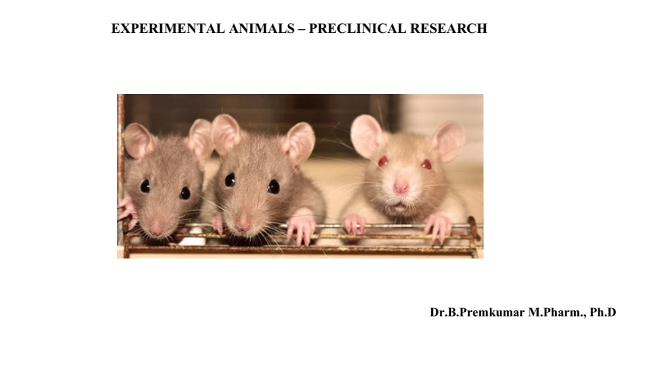 Laboratory experimental animals used in Preclinical Research - YouTube