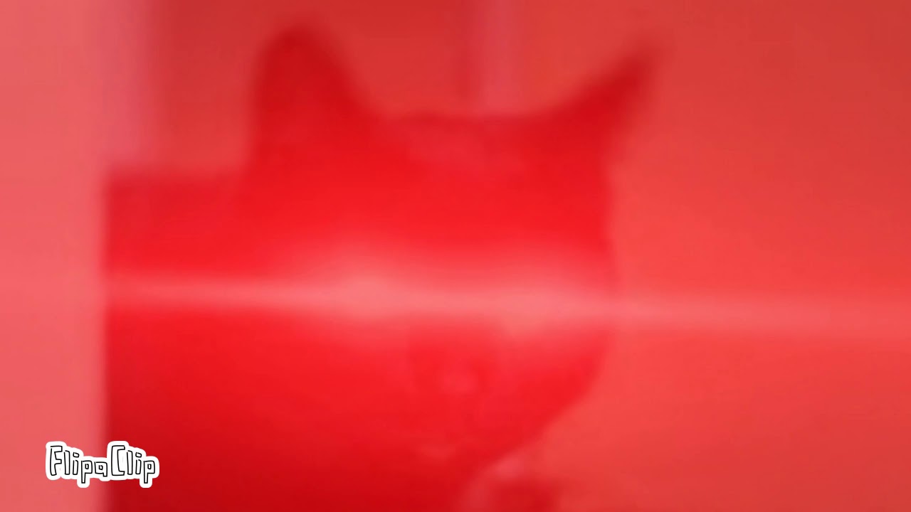 EARRAPE CAT MUSIC(CLICK OR EAT CAT POOP) - YouTube