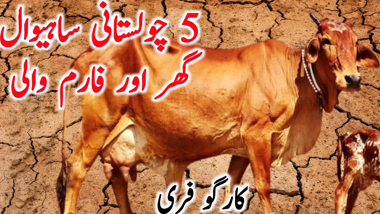 Cholistani Cattle Markeet Cheap Price Pure Cholistani Desert Cow ...