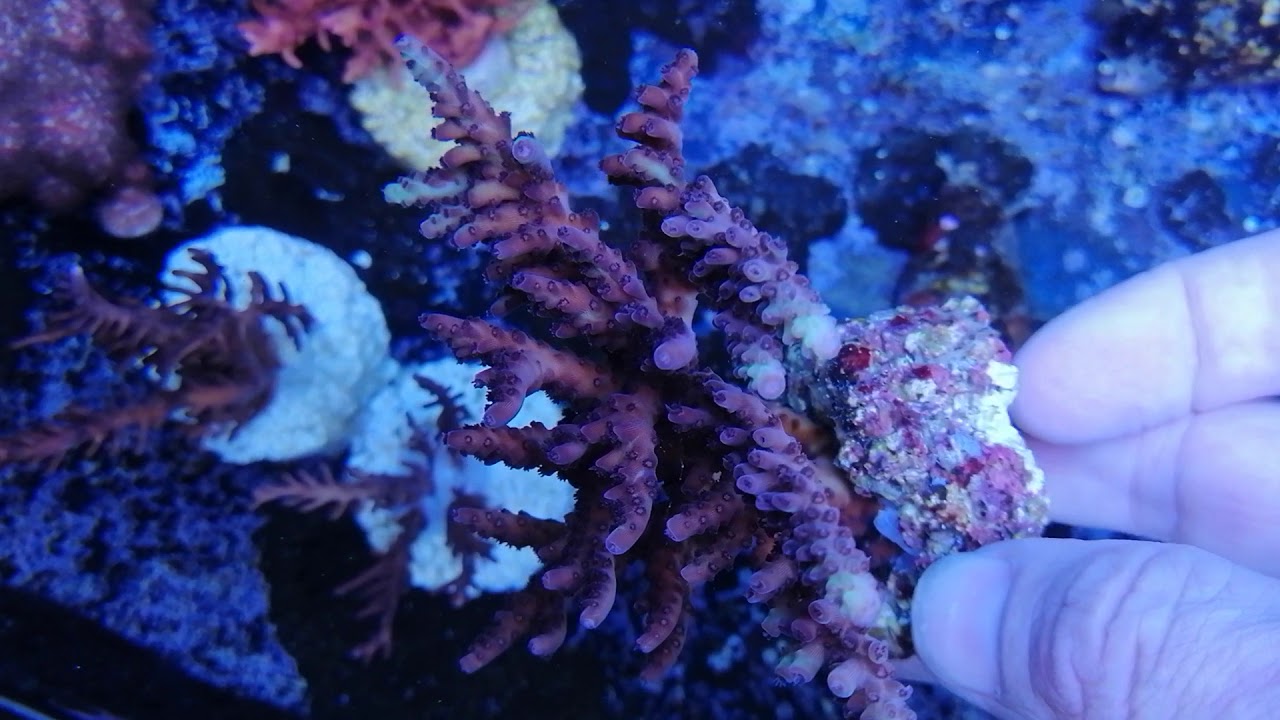 Acropora divaricata purple-indo -L Coral gandalf - YouTube