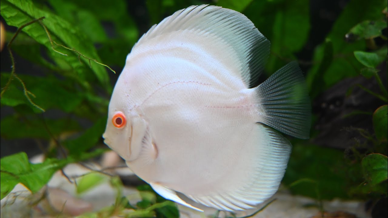 Albino platinum discus - YouTube