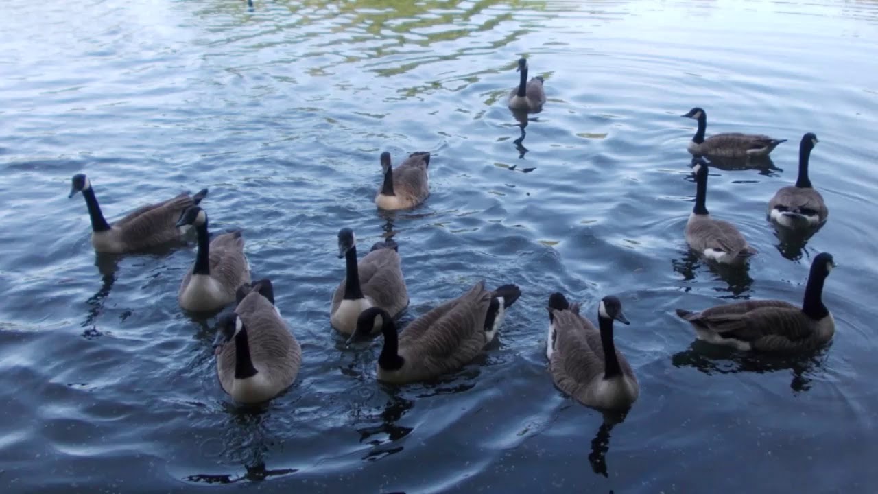 HOLMER LAKE TELFORD SHROPSHIRE - YouTube
