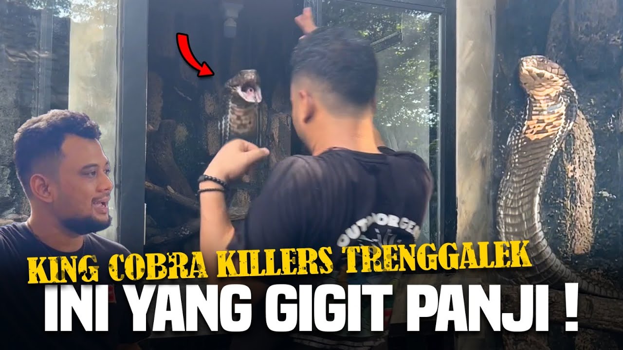 KING COBRA TRENGGALEK PEMBUNUH, SOSOR MUKA PANJI !! - YouTube
