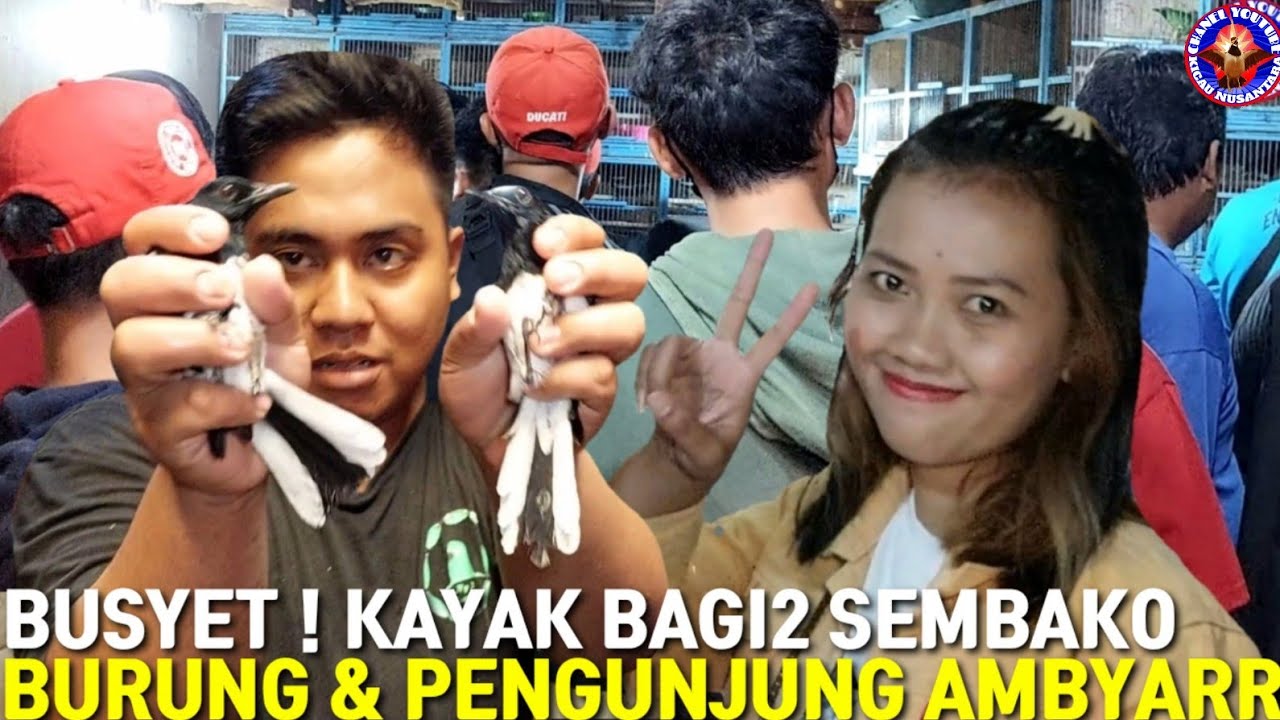 JUAL BURUNG KAYAK JUALAN KACANG, PENGUNJUNAG AMBYAR BURUNG AMBYARR ...
