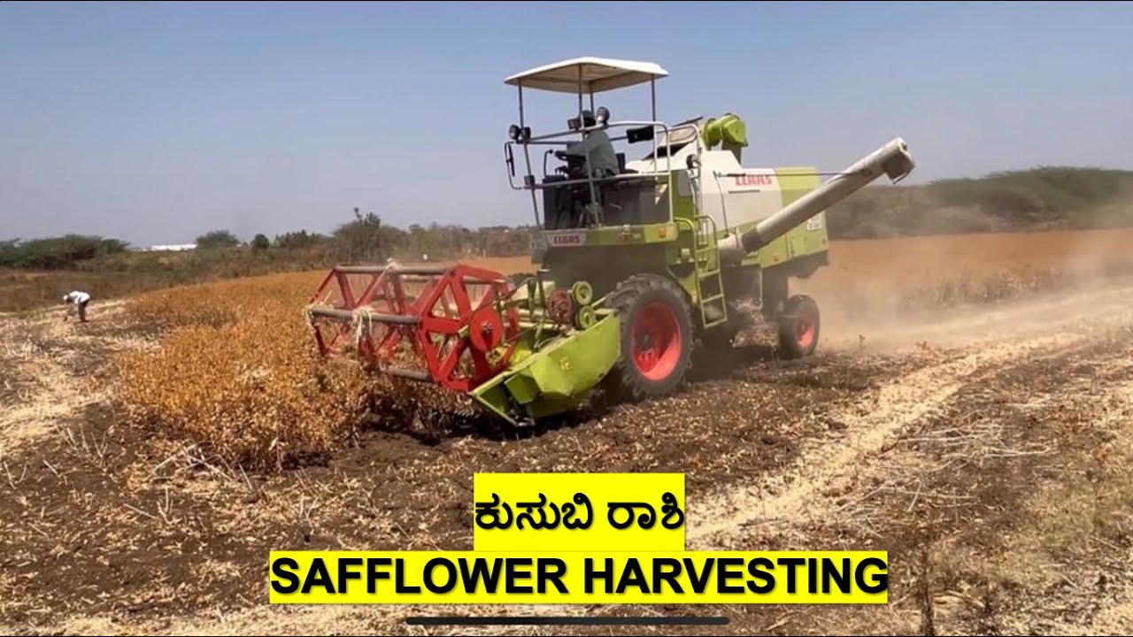 Kusbi safflower harvesting the game changer for former 🧑‍🌾 - YouTube