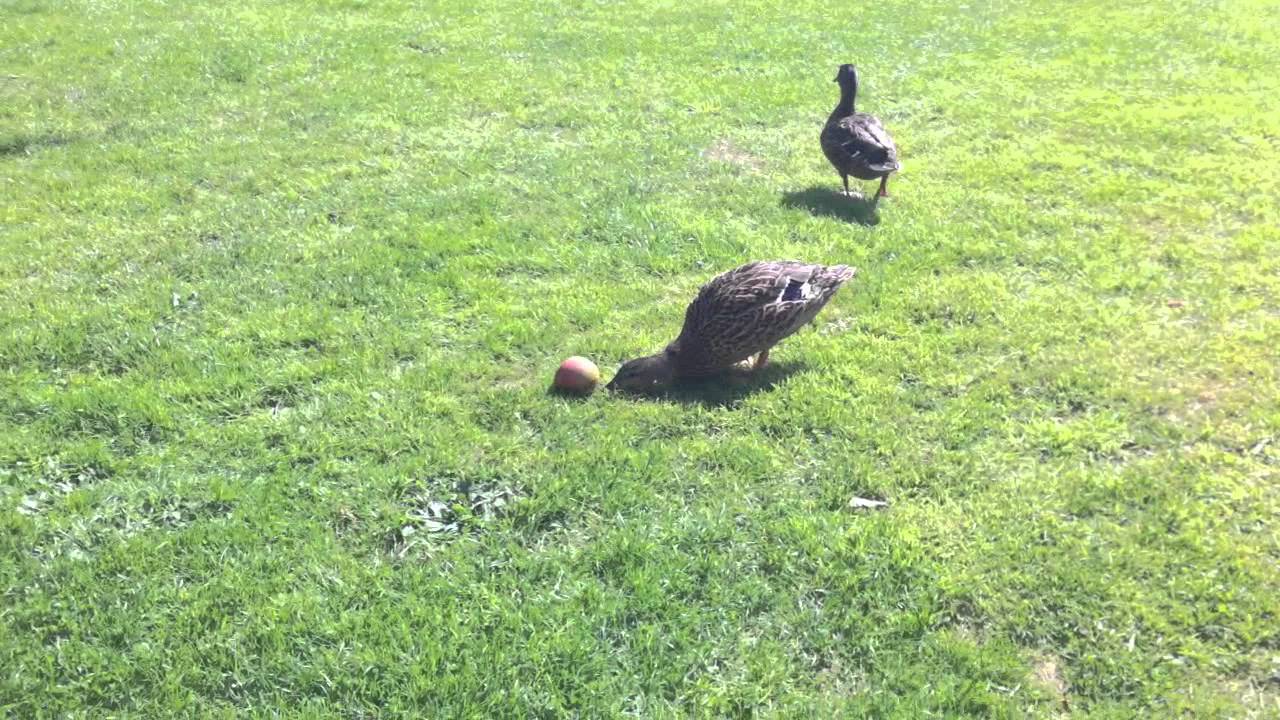 Duck eating an Apple. - YouTube
