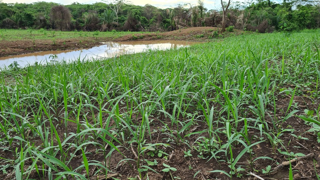 meu capim esta crescendo brachiaria marandu - YouTube