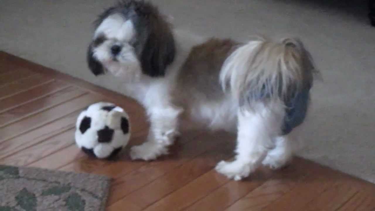 Angry Shih Tzu - YouTube