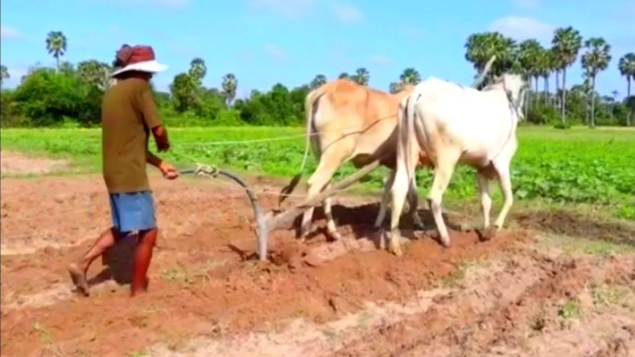 Cow females Plow - YouTube