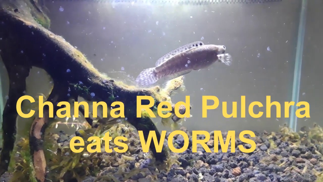 Channa Red Pulchra eats WORMS - YouTube