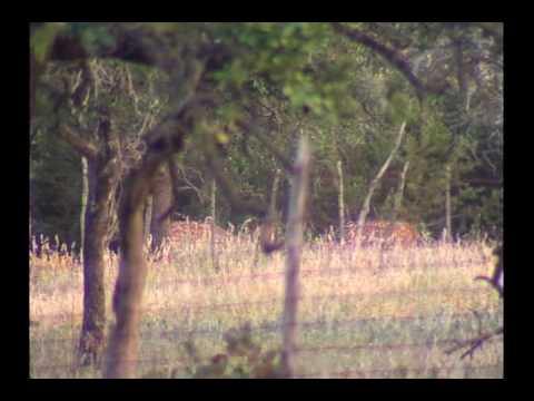 Hunting University 2009 - Axis Hunting at the Famed YO Ranch Part 1 ...