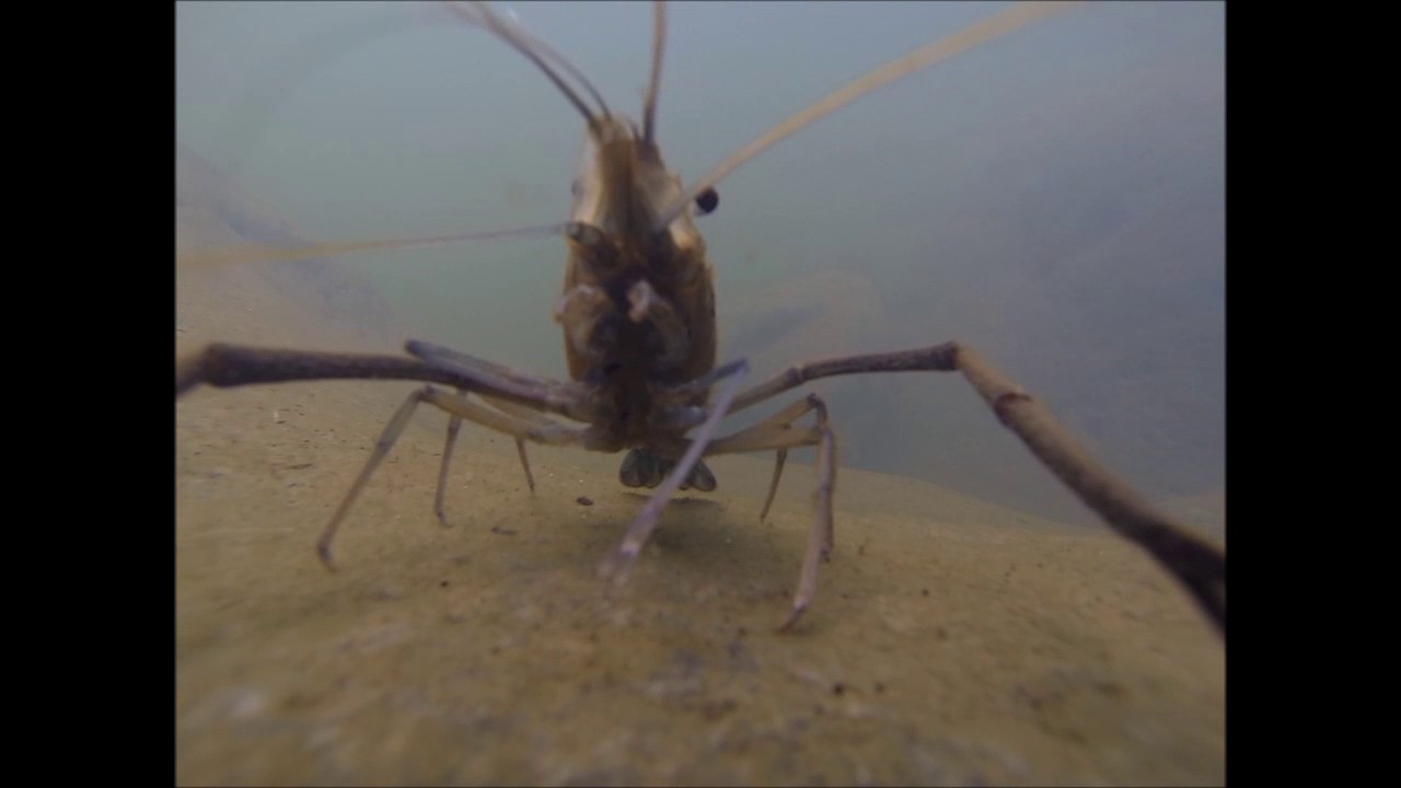 crayfish - hawaii pond - YouTube