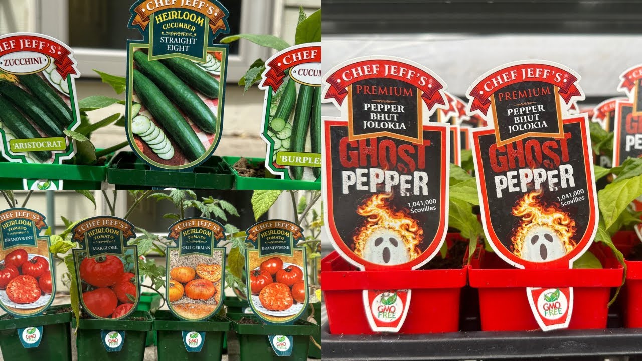 ♾️Vegetables Shopping | Found Raja Mircha | King Chilli 🌶️ - YouTube