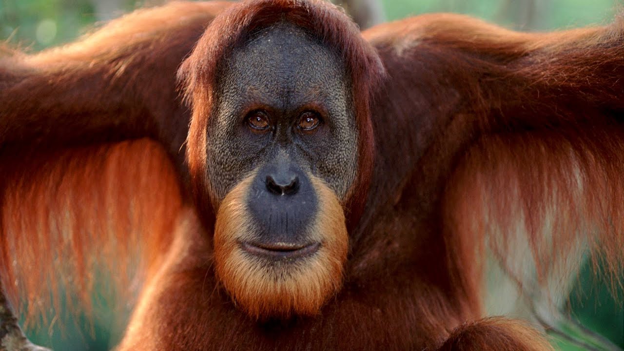 Orang-Utan - Der größte baumlebende Affe / Dokumentation - YouTube